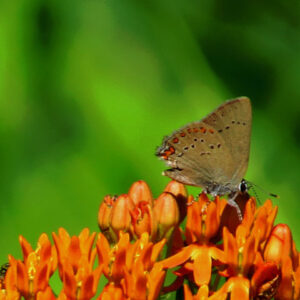 Fernald Nature Preserve – The Audubon Society of Ohio