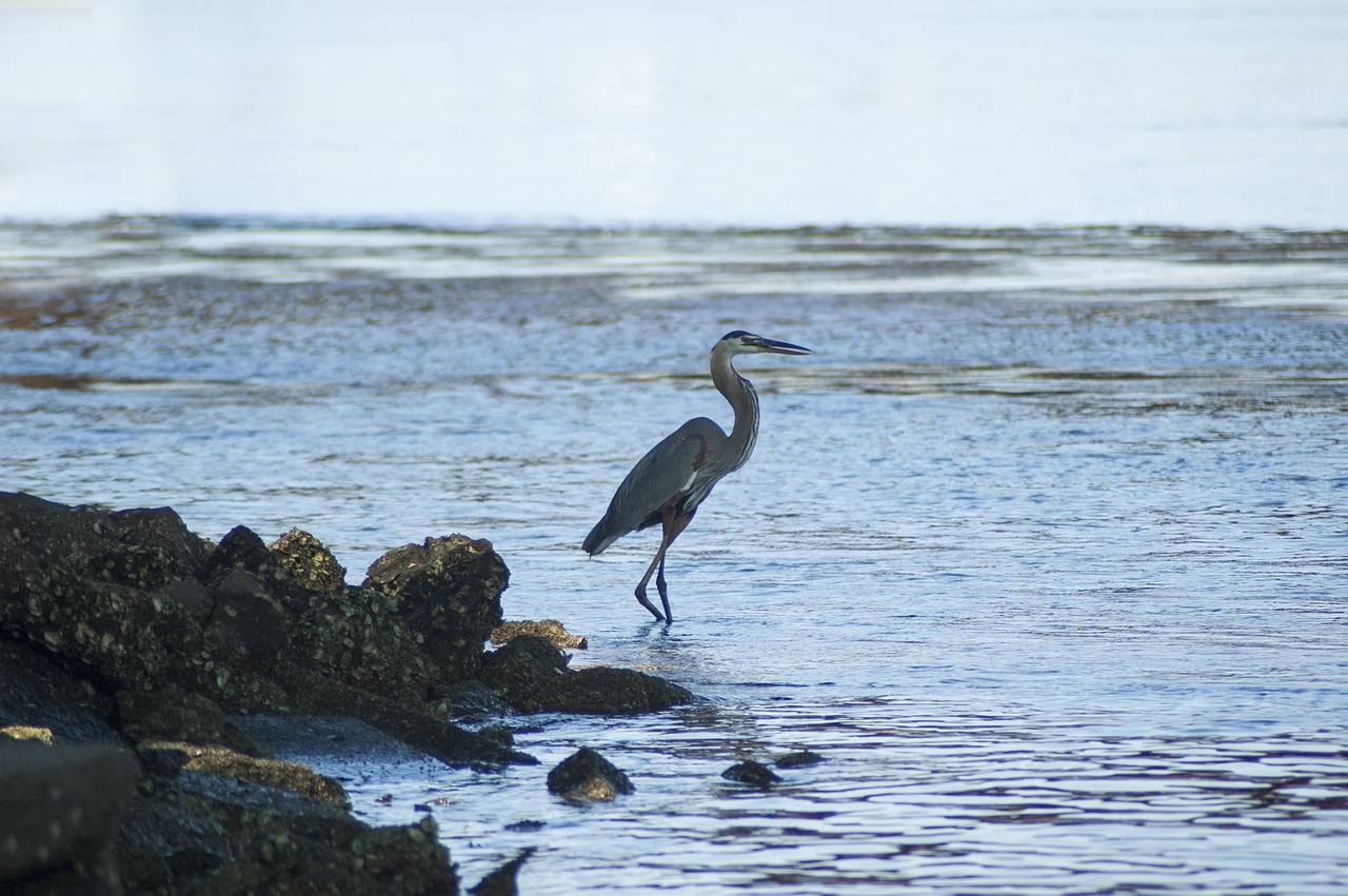 The Birds of Cincinnati – The Audubon Society of Ohio