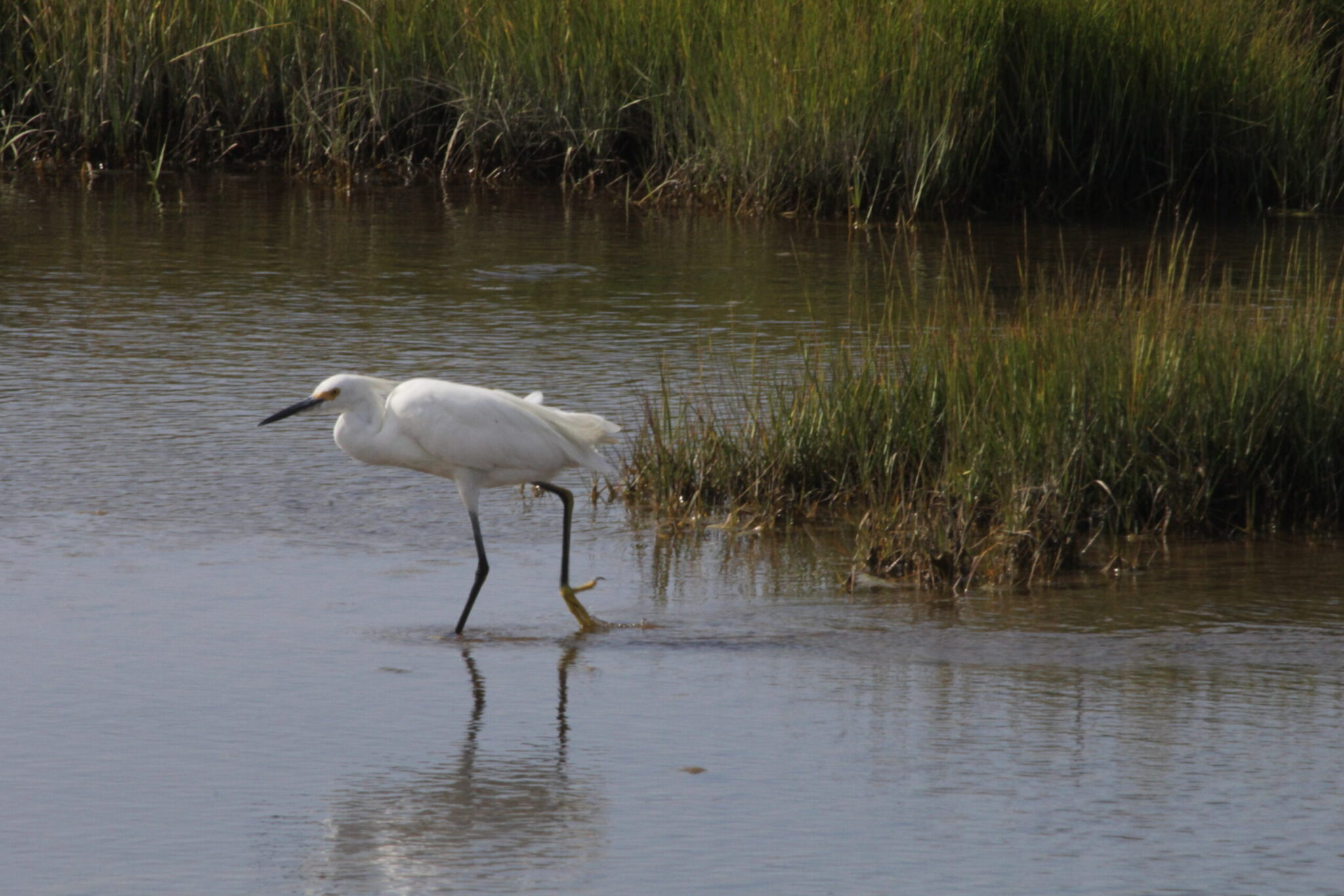 The Audubon Society of Ohio – Cincinnati Chapter of National Audubon ...