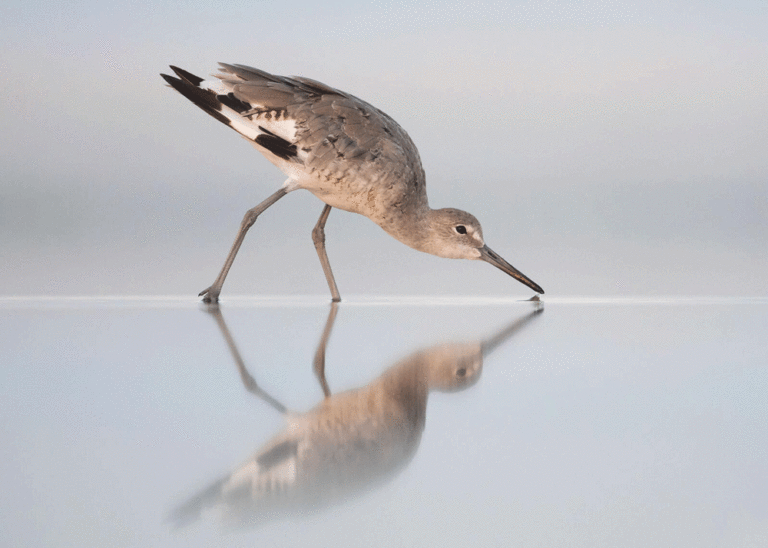 The Audubon Society of Ohio – Audubon Society of Ohio ~ Cincinnati Chapter